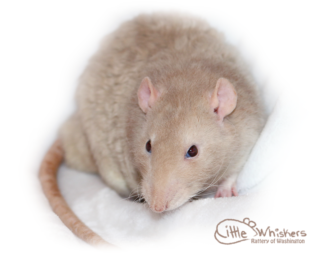Non-Agouti Colors - RatsPacNW Rat Fancier's Club