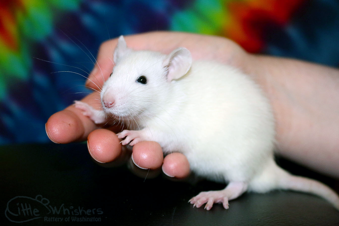 Non-Agouti Colors - RatsPacNW Rat Fancier's Club