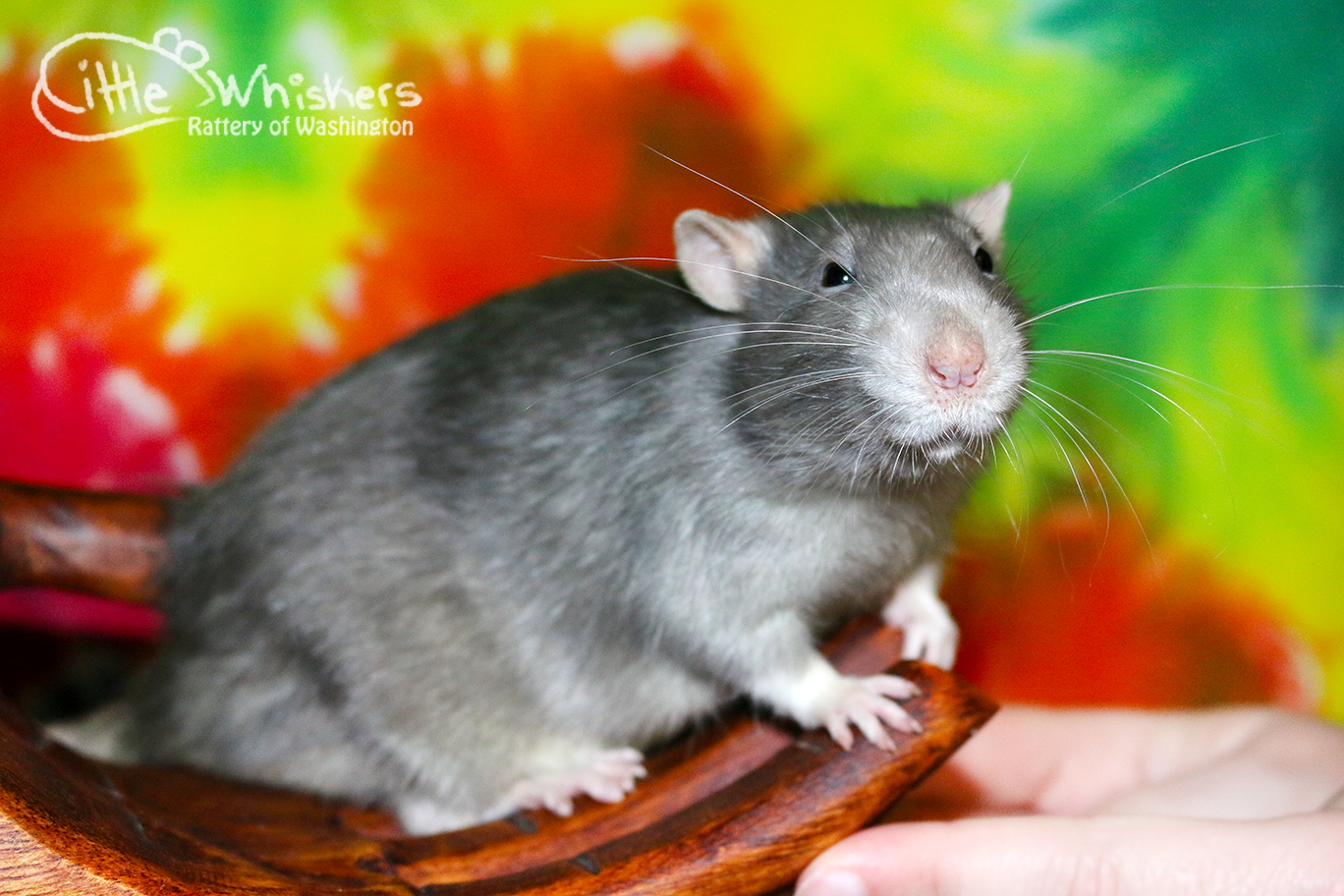 Non-Agouti Colors - RatsPacNW Rat Fancier's Club