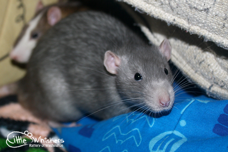 Non-Agouti Colors - RatsPacNW Rat Fancier's Club