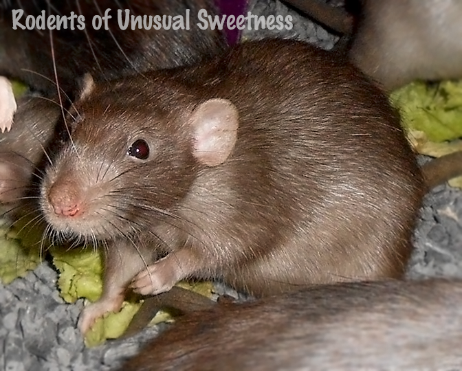 Non-Agouti Colors - RatsPacNW Rat Fancier's Club