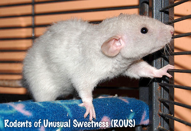 Non-Agouti Colors - RatsPacNW Rat Fancier's Club