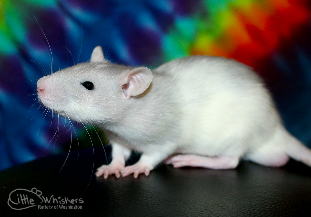 Non-Agouti Colors - RatsPacNW Rat Fancier's Club