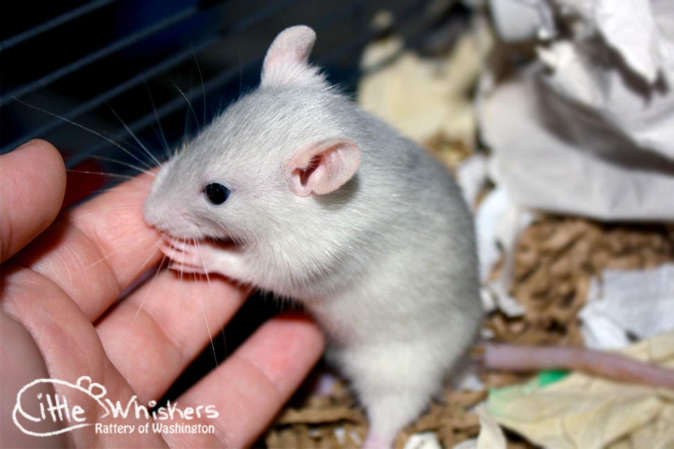 Non-Agouti Colors - RatsPacNW Rat Fancier's Club