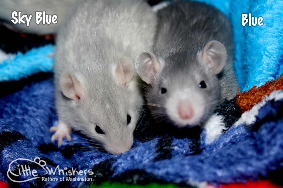 Non-Agouti Colors - RatsPacNW Rat Fancier's Club