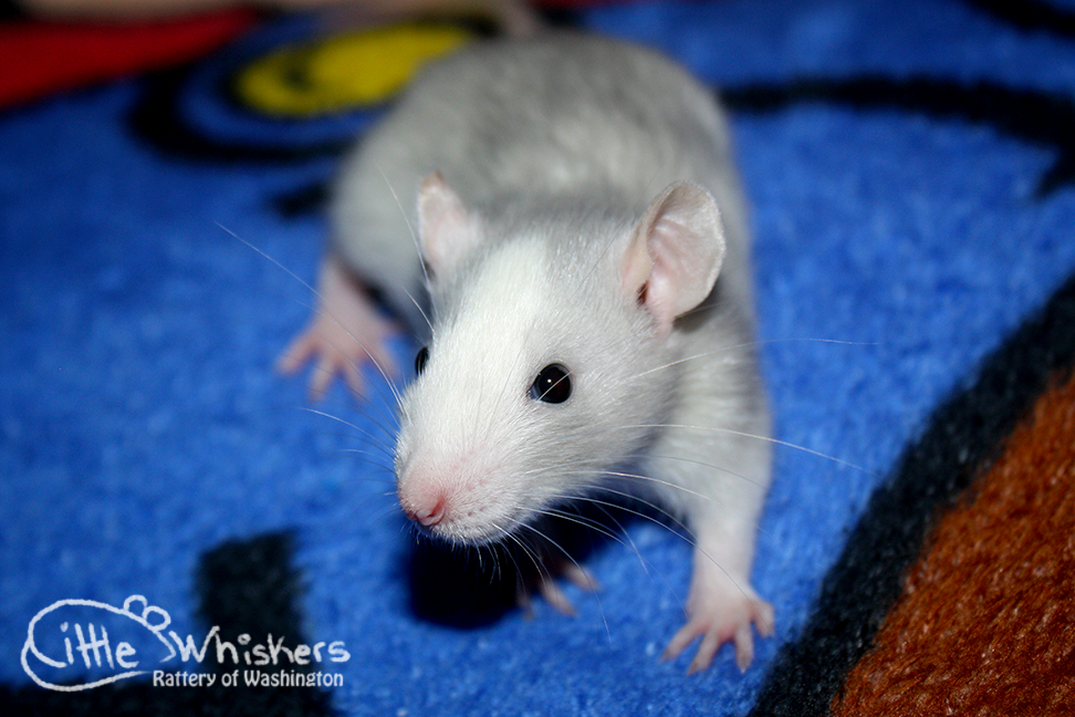 Non-Agouti Colors - RatsPacNW Rat Fancier's Club