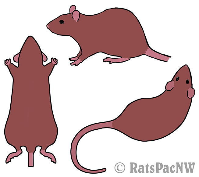 Rat Standards - Solid and Shaded | RatsPacNW