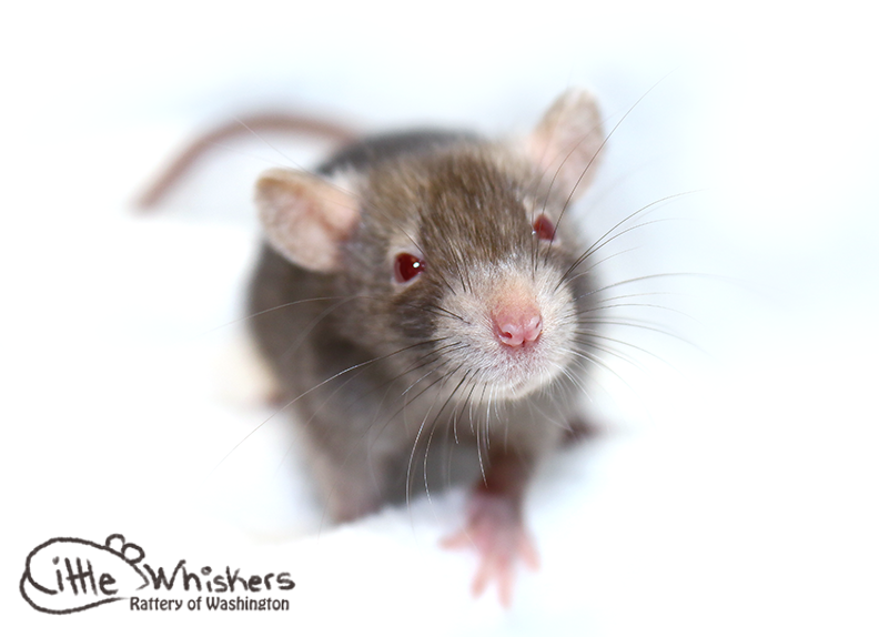 Rat Standards - Solid and Shaded | RatsPacNW