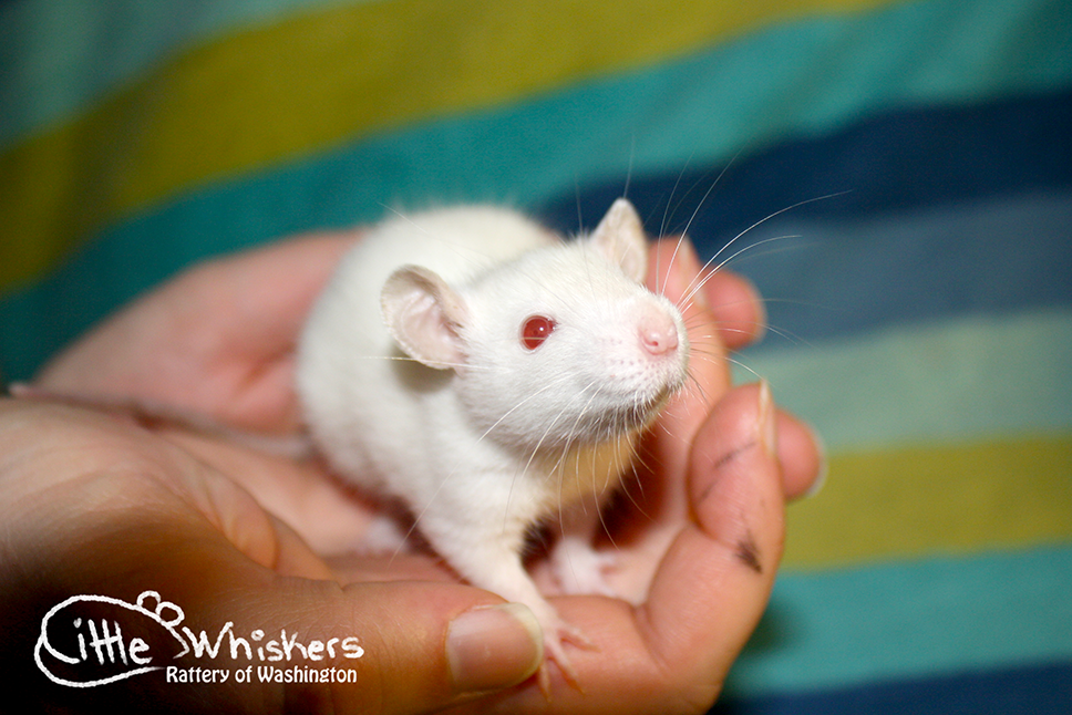 Himalayan Rat Colors