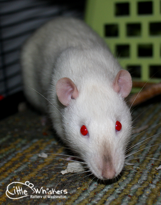 Himalayan Rat Colors