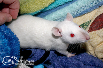 Rat Standards - Solid and Shaded | RatsPacNW