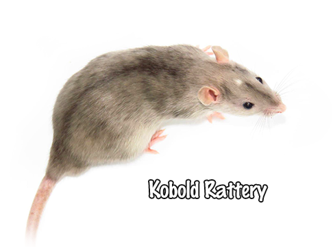 Rat Standards - Solid and Shaded | RatsPacNW