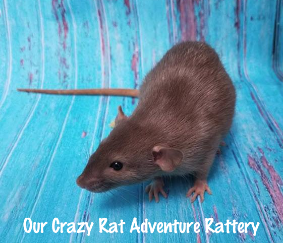 Rat Standards - Solid and Shaded | RatsPacNW