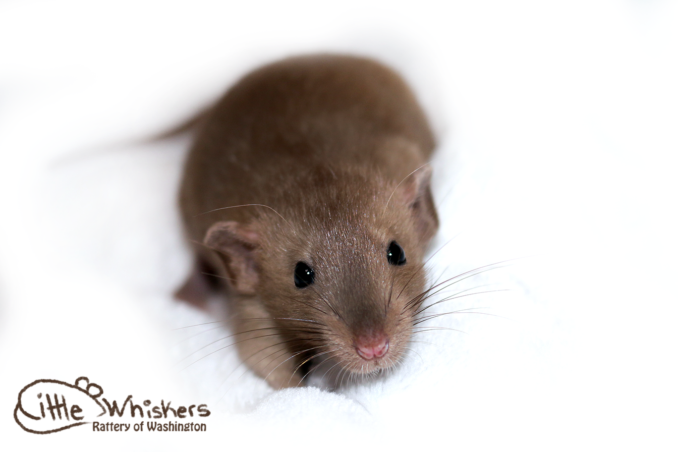 Rat Standards - Solid and Shaded | RatsPacNW