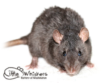 Rat Standards - Solid and Shaded | RatsPacNW