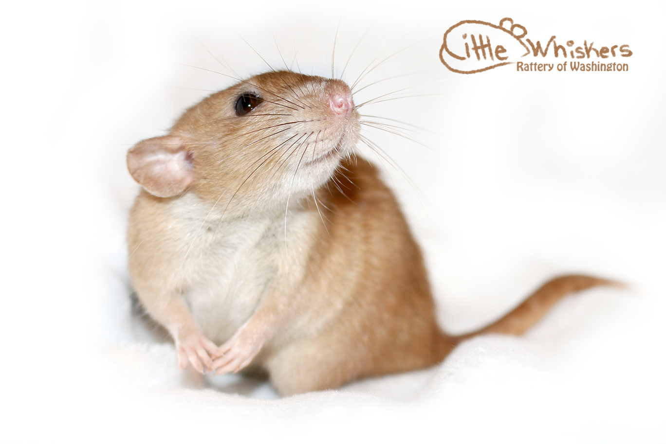 Rat Standards - Solid and Shaded | RatsPacNW